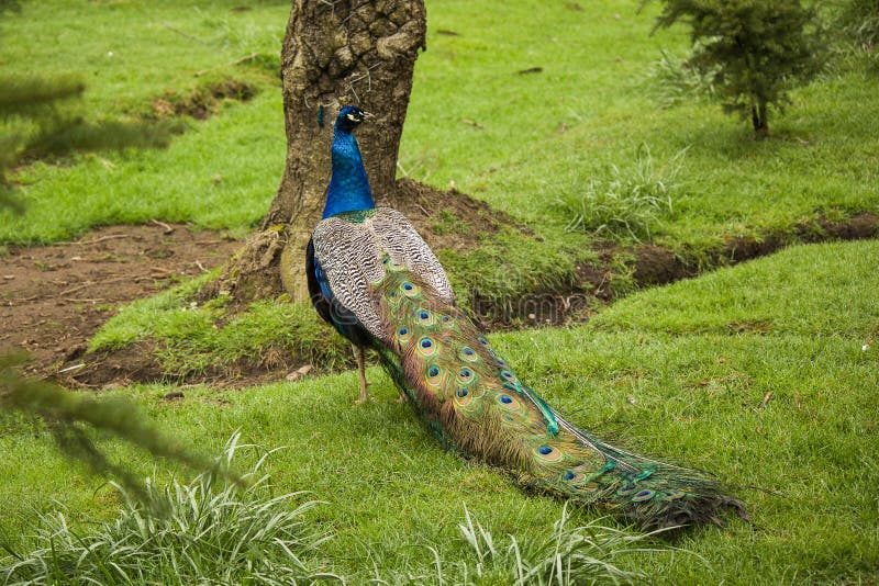 Peacock in Natural Environment Stock Photo - Image of wildlife, tail ...