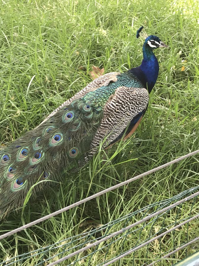 1,359 Peacock Natural Habitat Stock Photos - Free & Royalty-Free Stock ...