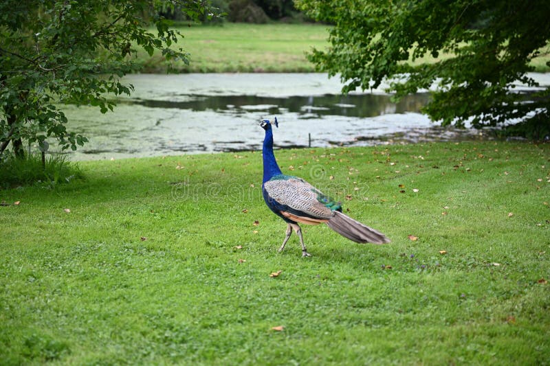 Peacock in Nature. Outdoor Birds Stock Photo - Image of peacock, birds ...