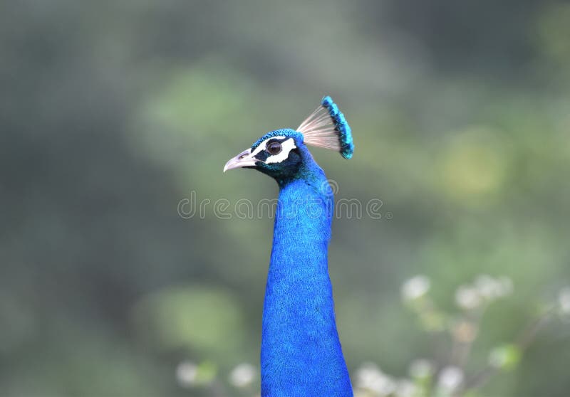 Peacock neck closeup stock photo. Image of green, invertebrate - 261772286