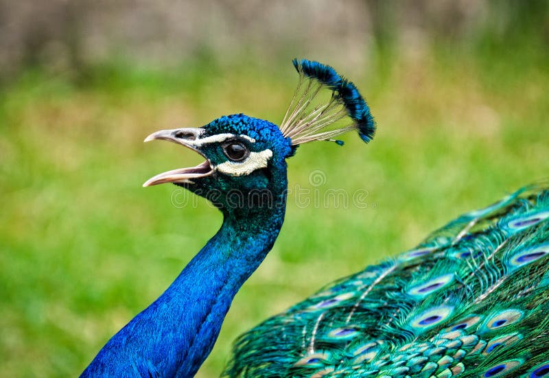 Peacock stock photo. Image of beak, colour, birds, wildlife - 59496672