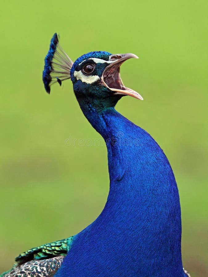 Peacock stock photo. Image of nature, beauty, peafowl - 105128254