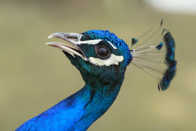 Peacock with open beak stock image. Image of bright, pretty - 59777335
