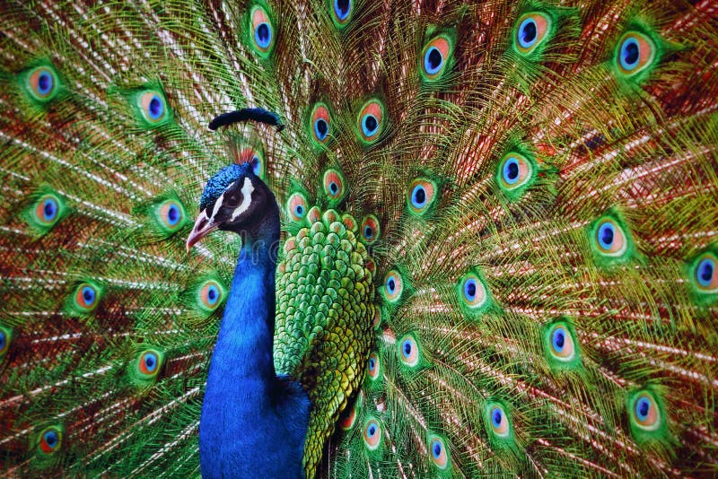 Peacock with Open Feathers Side View Stock Image - Image of head, bird ...