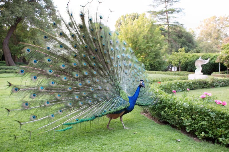 Peacock with Opened, Expanded Tail Stock Illustration - Illustration of ...