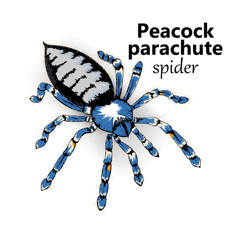 Spider Parachute Stock Illustrations – 6 Spider Parachute Stock ...