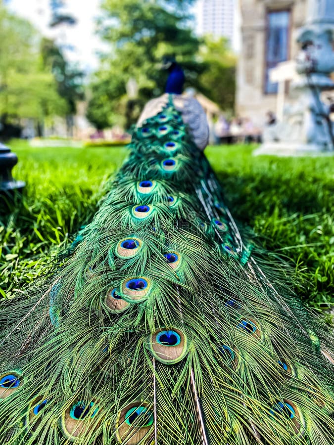 Peacock in the Park with Beautiful Colors Stock Image - Image of back ...