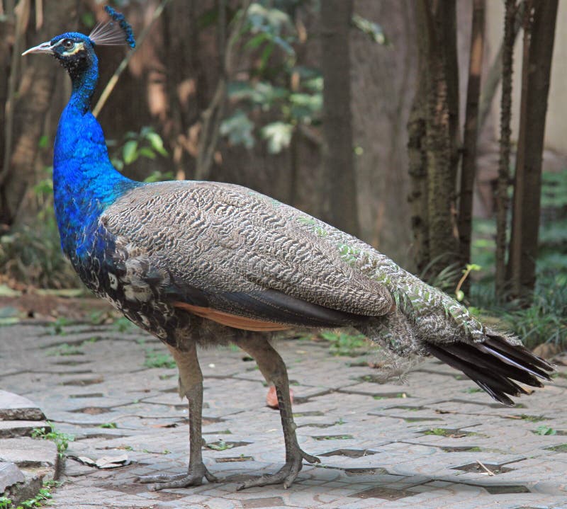 Peacock in park of Chengdu stock image. Image of flower - 74420223