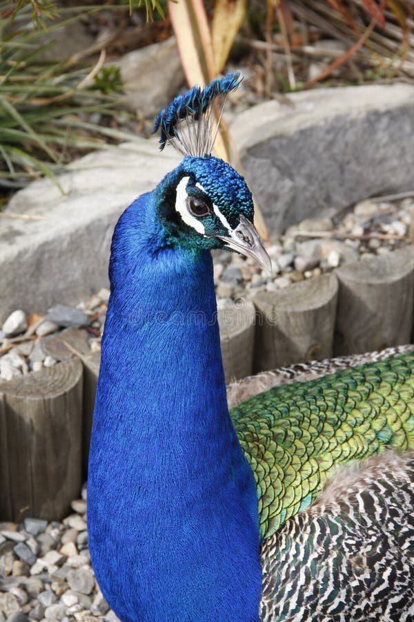 Peacock head and neck stock image. Image of bird, white - 10327305