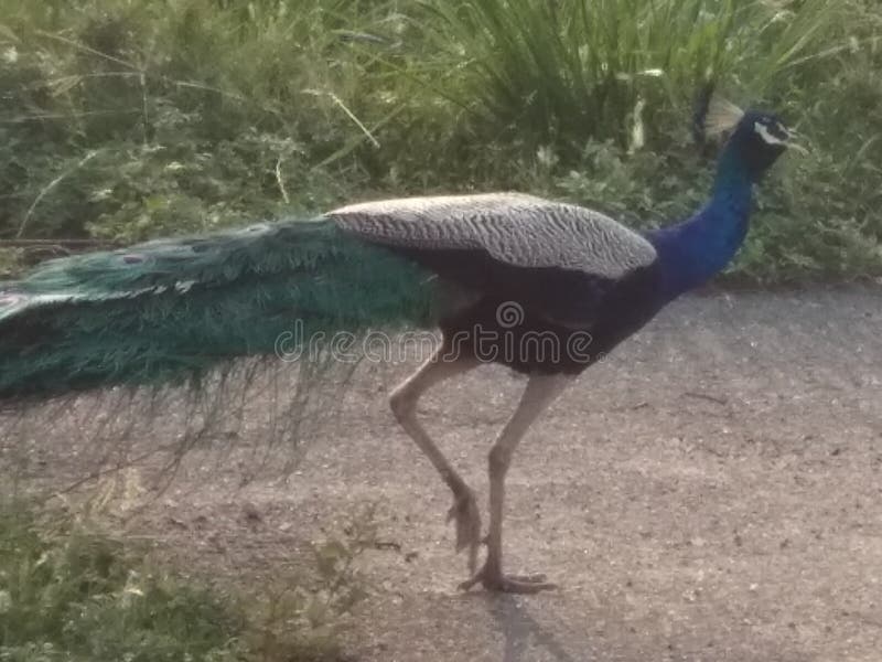 Peacock stock image. Image of peacock, walk, bird, srsakthi - 115636773