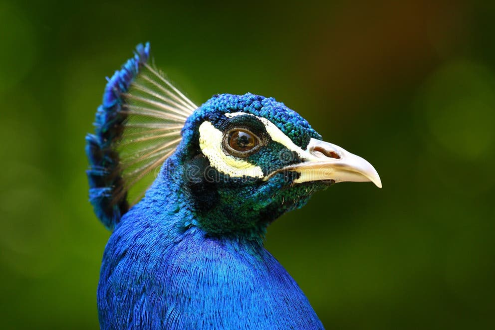 Peacock stock photo. Image of beak, crest, head, male - 100333952