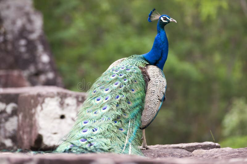 Peacock stock photo. Image of colorful, beautiful, fall - 53365090