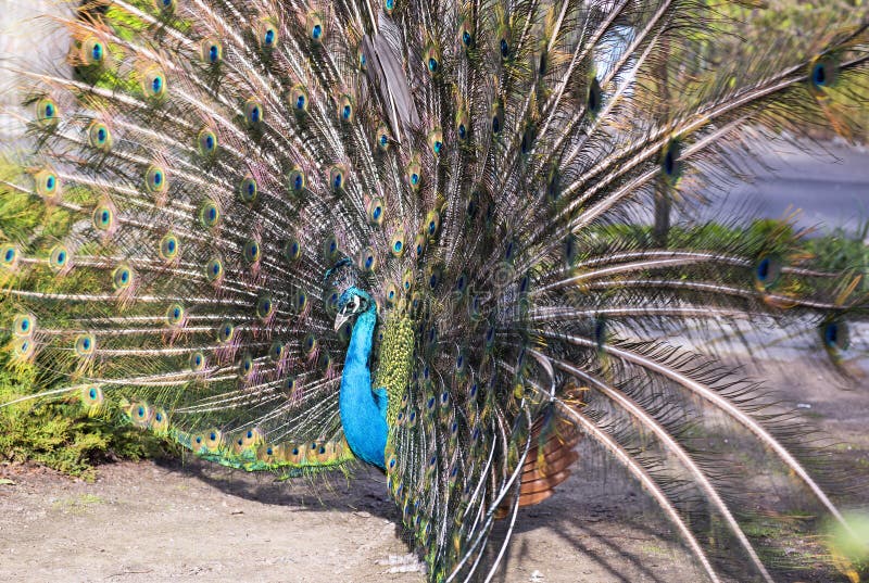 Peacock stock photo. Image of birds, nature, peacock - 54549404