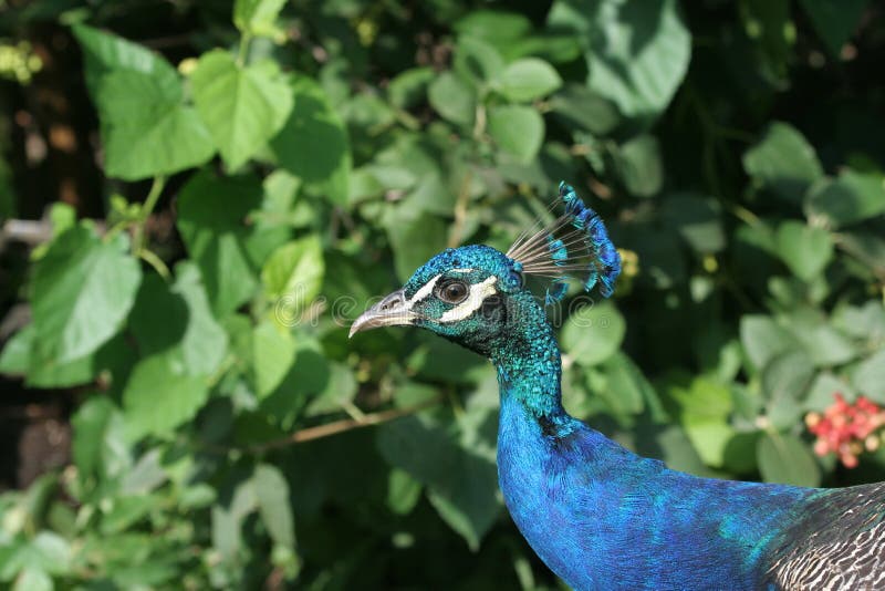 Peacock, Peafowl Genus Pavo Linnaeus Stock Photo - Image of portrait ...