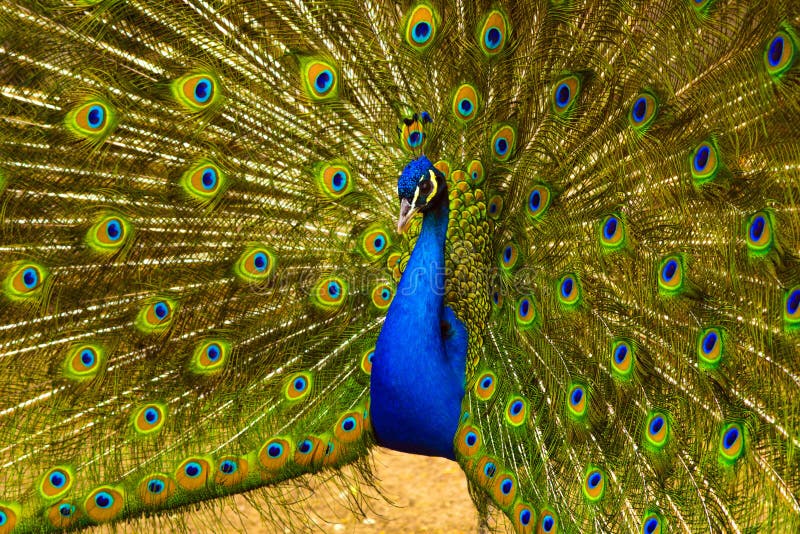 Peacock Peafowl Bella Diffusione Di Un Pavone Bello Peac Fotografia ...