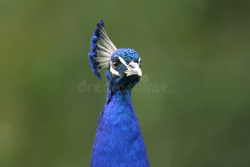 Peacock, Peafowl Genus Pavo Linnaeus Stock Photo - Image of portrait ...