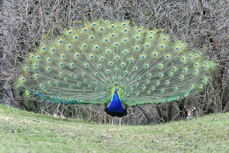 Peacock, Peafowl Genus Pavo Linnaeus Stock Image - Image of close, legs ...