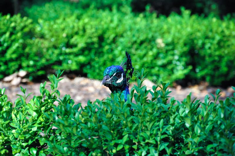 Peacock Poking Stock Photos - Free & Royalty-Free Stock Photos from ...