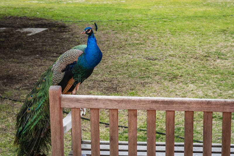 A Peacock Perched Atop a Bench in a Park Stock Image - Image of beak ...