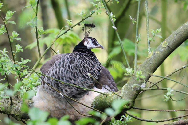 Peacock Perched on a Tree Branch in a Forest. Stock Image - Image of ...