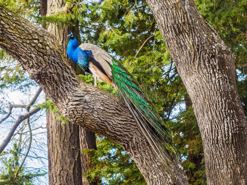 Peacock Perched on a Tree Branch Stock Photo - Image of bright ...