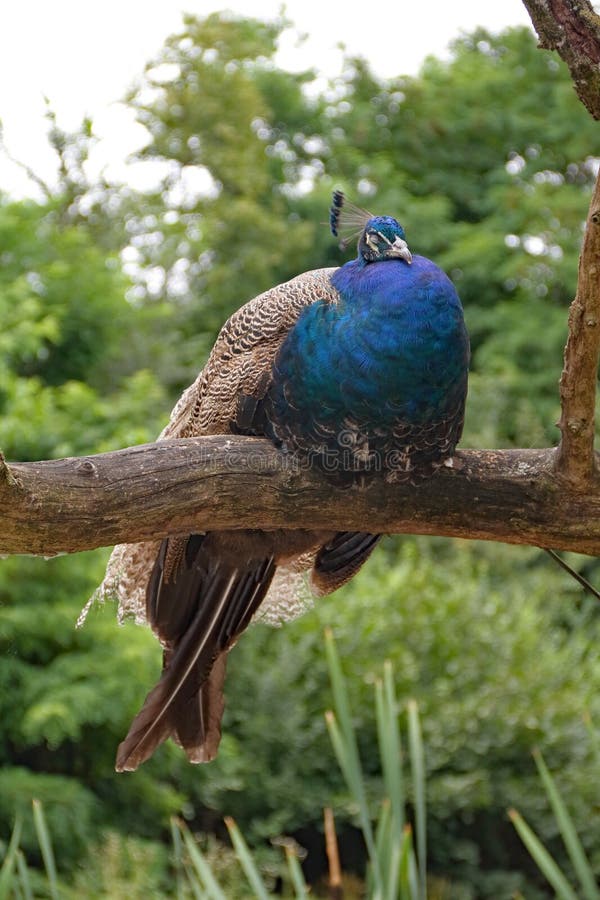 Peacock Perches in the Tree on a Branch Stock Image - Image of ...