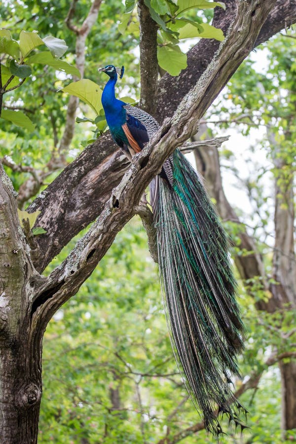 Peacock Perched On A Tree Branch Stock Image - Image of british, forest ...