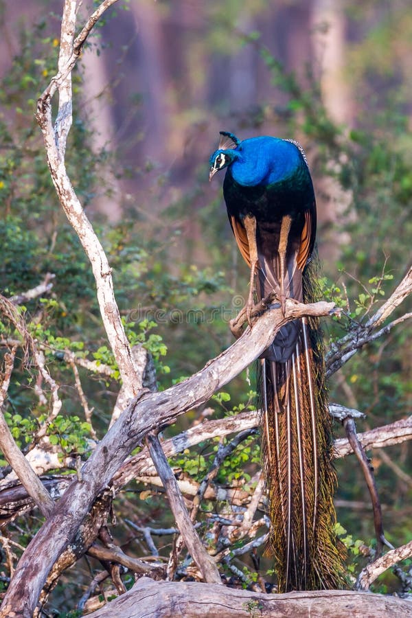White Peacock Perched On A Tree Stock Photo - Image of peacock, beak ...