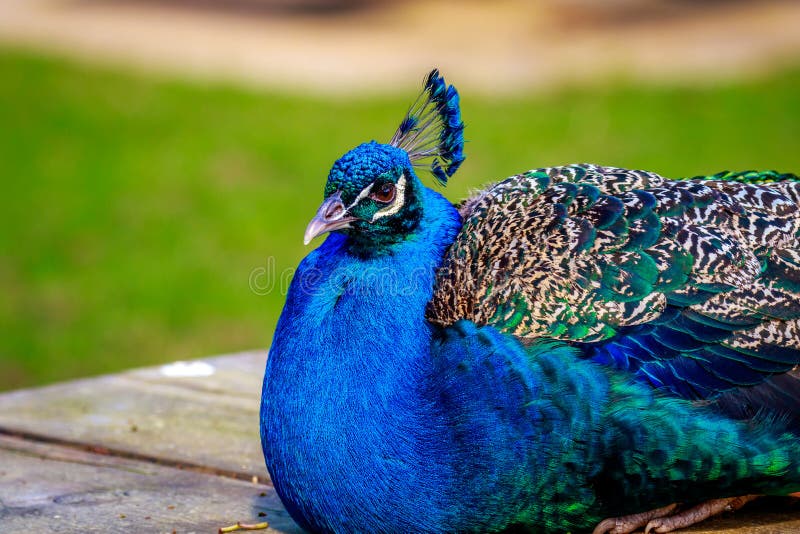 Peacock Perching on wood stock photo. Image of focus - 69090928
