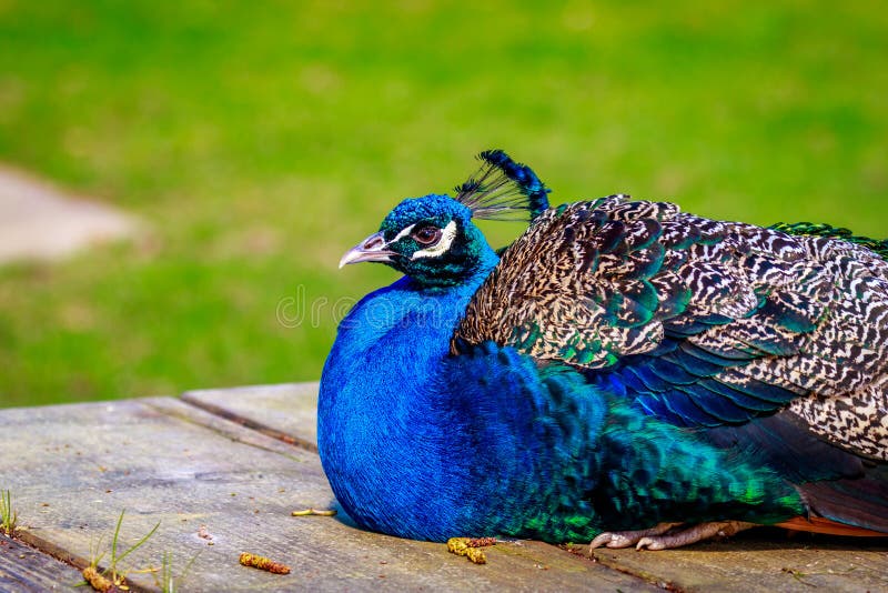 Peacock Perching on wood stock image. Image of cristatus - 69090937