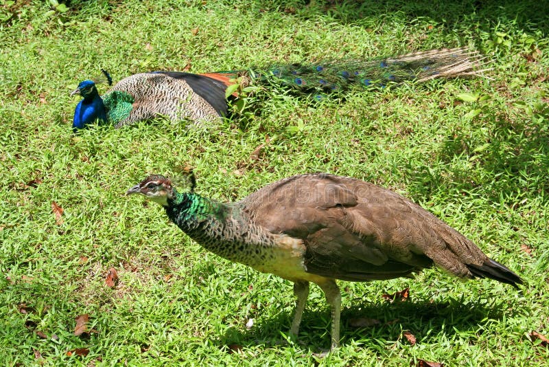 Peacock And Pheasant Picture. Image: 782138