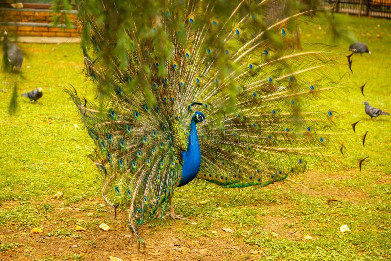 Pavlin Bird Statue Stock Photos - Free & Royalty-Free Stock Photos from ...