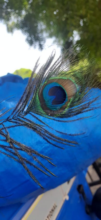 Peacock Pish Stock Photos - Free & Royalty-Free Stock Photos from ...