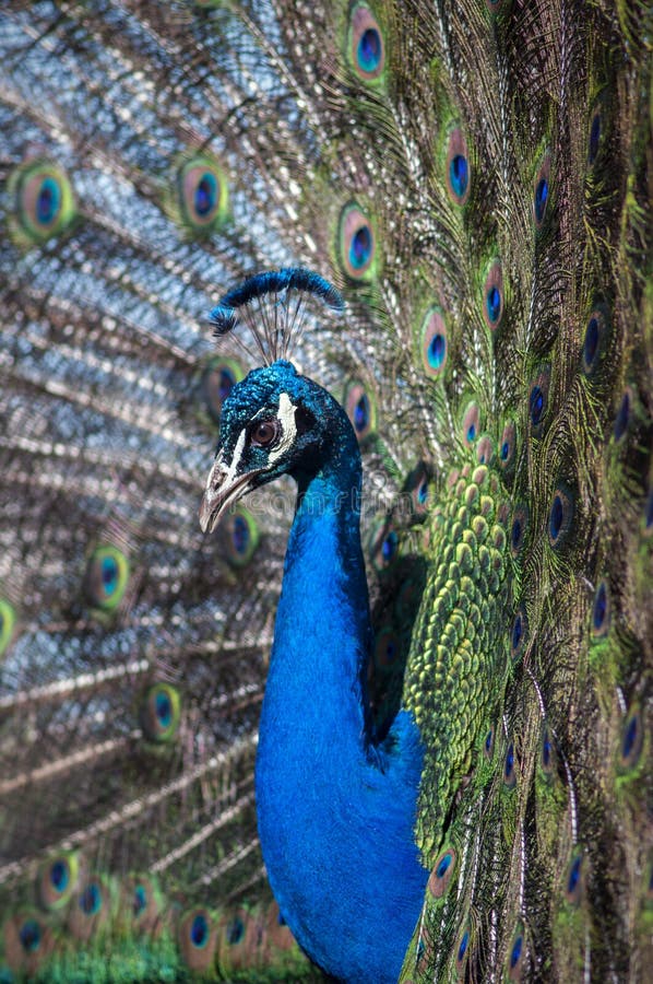 Blue Indian Peacock Male - Plumage Stock Image - Image of indigo ...