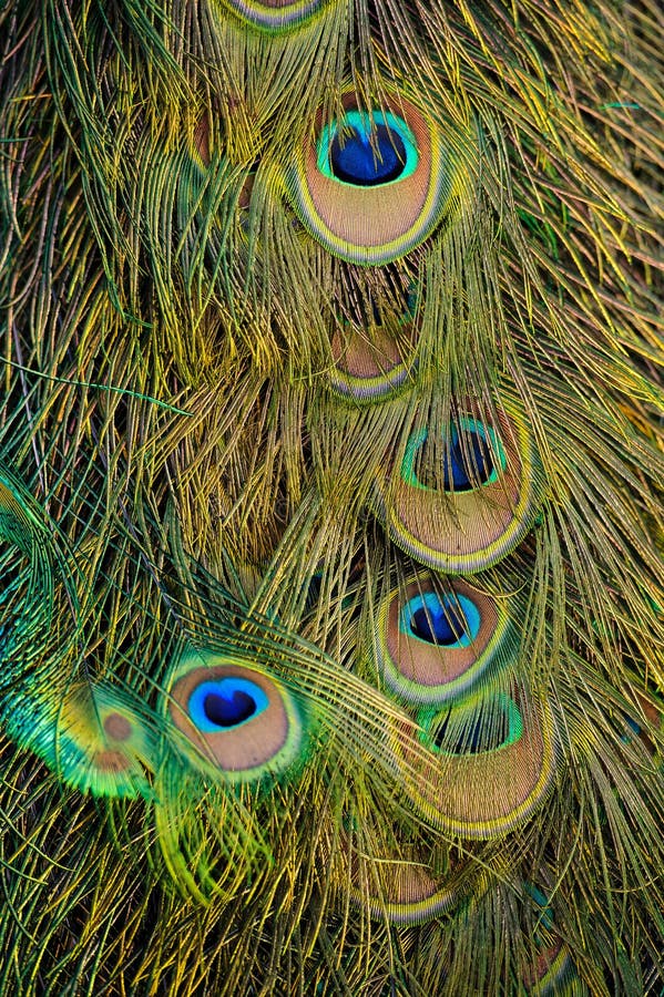Peacock plumage stock image. Image of blue, green, feathers - 29566359