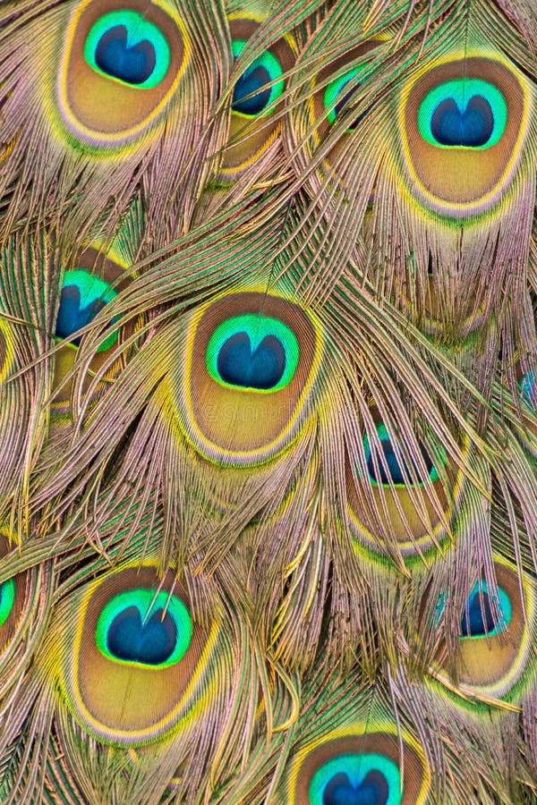Peacock Plumage, Dancing stock photo. Image of feather - 72509166