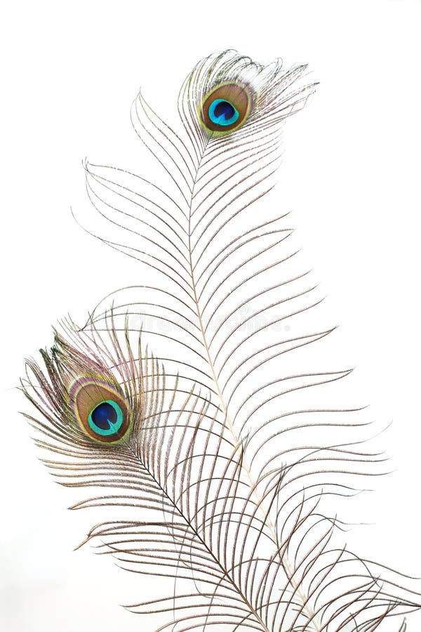 Peacock Feather Stock Vector Illustration Of Design 30801891