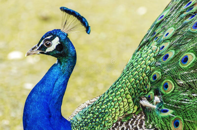 Best Fashion Colors Green Eyes Stock Photos - Free & Royalty-Free Stock ...