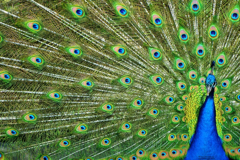 Peacock with Red Feathers stock photo. Image of surreal - 38865318