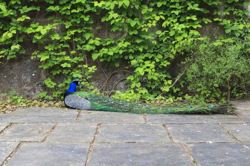 Peacock at Powis Castle stock image. Image of historical - 85725397