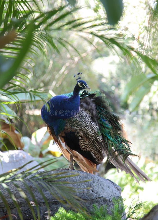 Peacock preening stock image. Image of bird, grass, beak - 11488785
