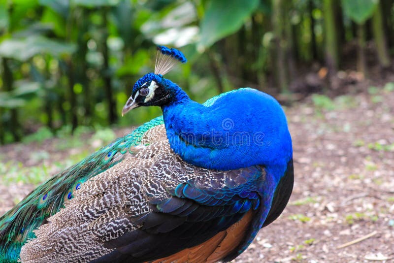 Peacock Preening Himself stock photo. Image of feathers - 218184702
