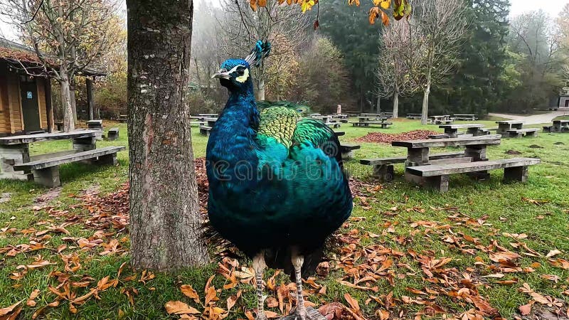 Peacock Preening Its Plumage in the Garden of a House Stock Video ...