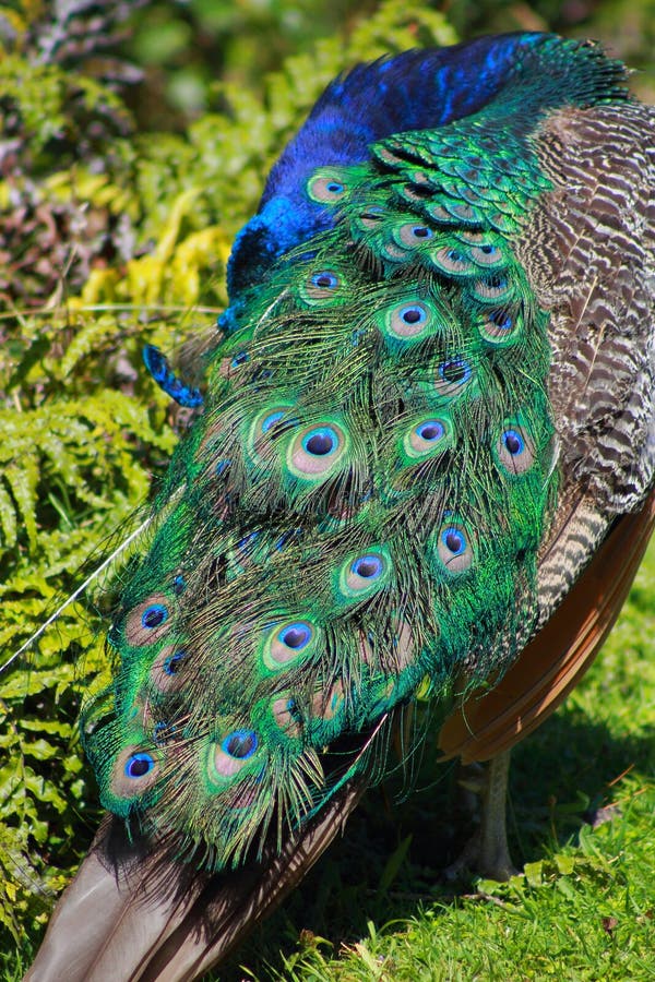Peacock preening stock image. Image of bird, grass, beak - 11488785