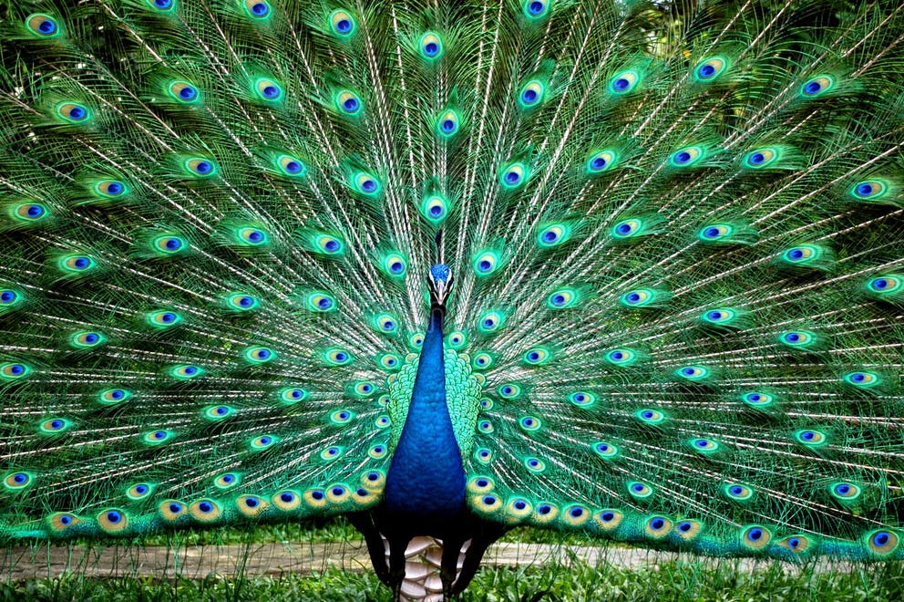 Peacock Prince stock photo. Image of male, prince, luck - 7626568