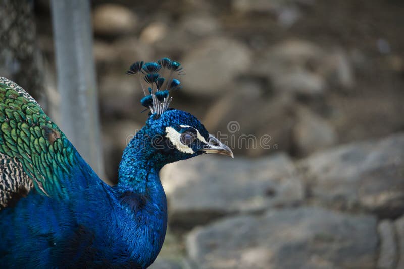 Angry Peacock Stock Photos - Free & Royalty-Free Stock Photos from ...