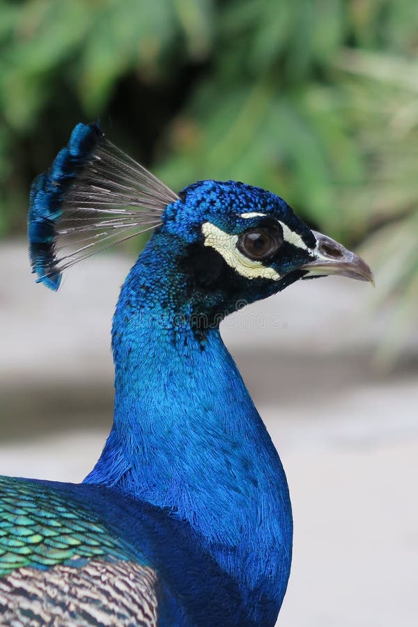 Peacock Profile Closeup Day Natural Stock Image - Image of natural ...