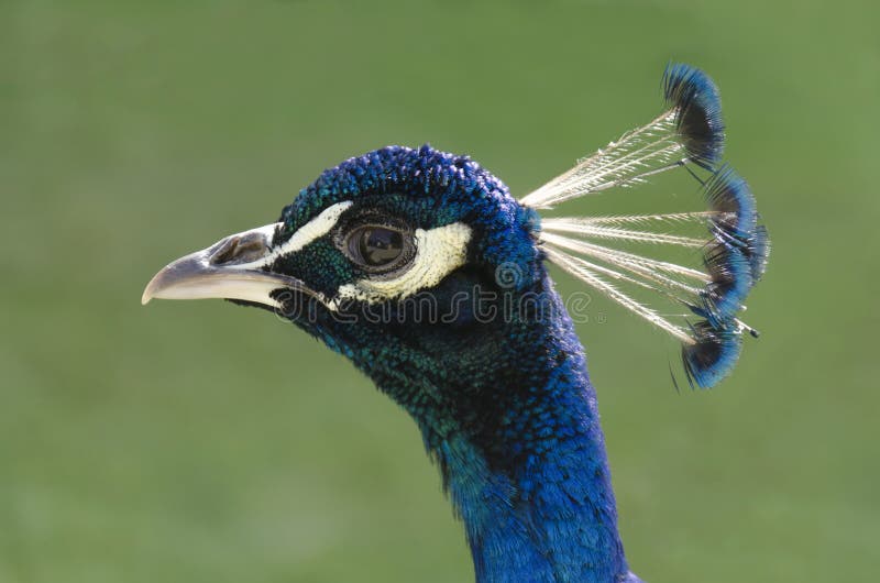 Peacock profile stock image. Image of neck, close, body - 19287557
