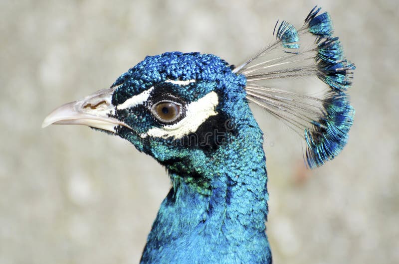 Peacock Profile stock image. Image of peacock, avian - 41286883