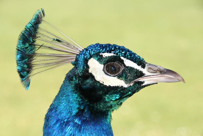 Peacock Profile stock photo. Image of profile, peacock - 229290076